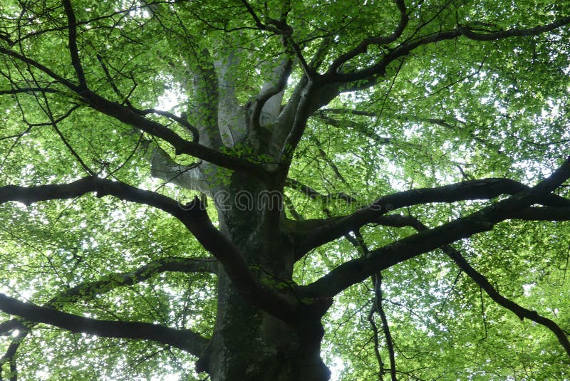 Large, Centuries-old Beech Tree, Branches and Leaves Colored Green in ...