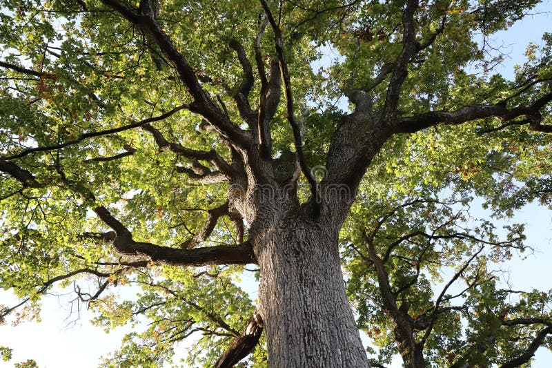 Large, Centuries-old Oak Tree, Branches and Leaves Colored Green in ...