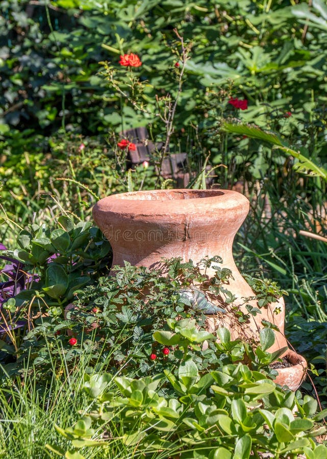 Ceramic Pot Overgrown by Plants Stock Photo - Image of ceramic, plants ...