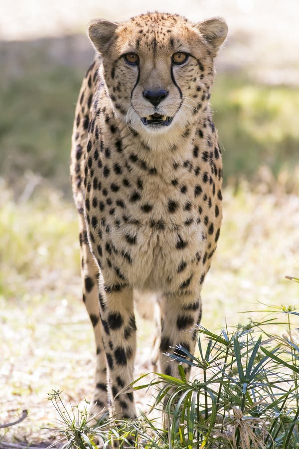 Large Cheetah Stalking Prey Stock Image - Image of mara, endangered ...