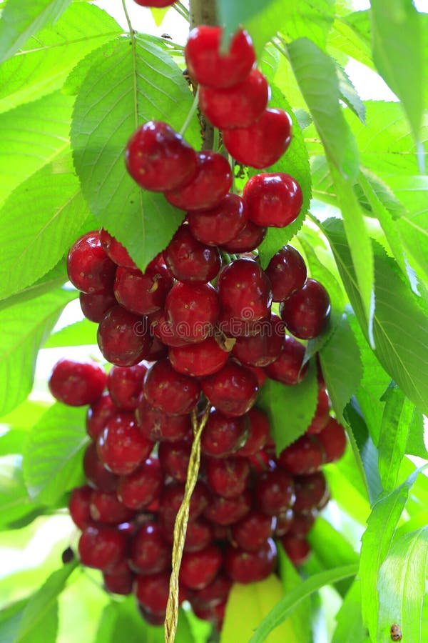Large cherry stock photo. Image of gardening, organic - 306980598