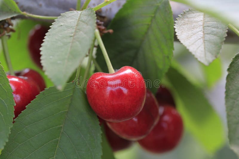 Large cherry stock photo. Image of fresh, gardening - 353145642