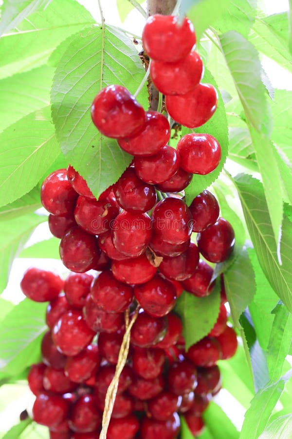 Large cherry stock illustration. Illustration of acid - 353475180