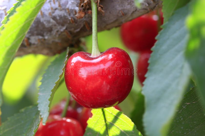 Large cherry stock photo. Image of branch, custom, fruit - 375113176
