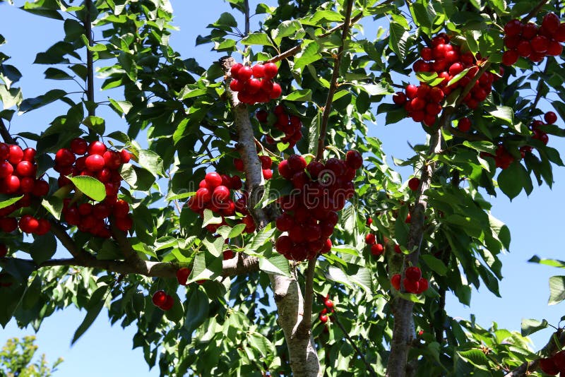 A large cherry orchard stock image. Image of cherries - 93573989