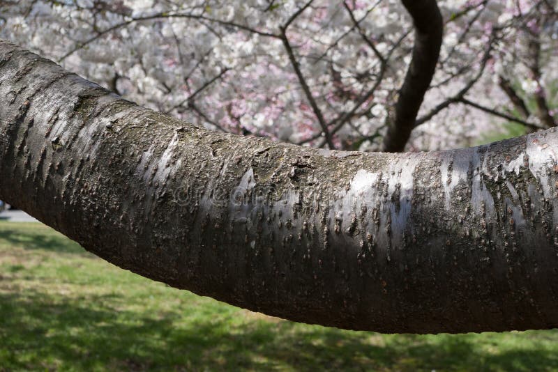 Large cherry tree branch stock photo. Image of grass - 57459902