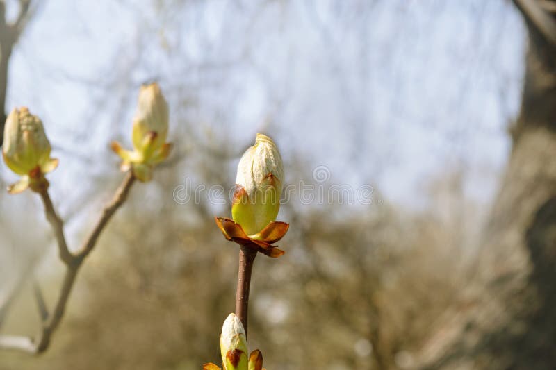 Large Chestnut Buds. Sunny Day. Natural Light Stock Image - Image of ...