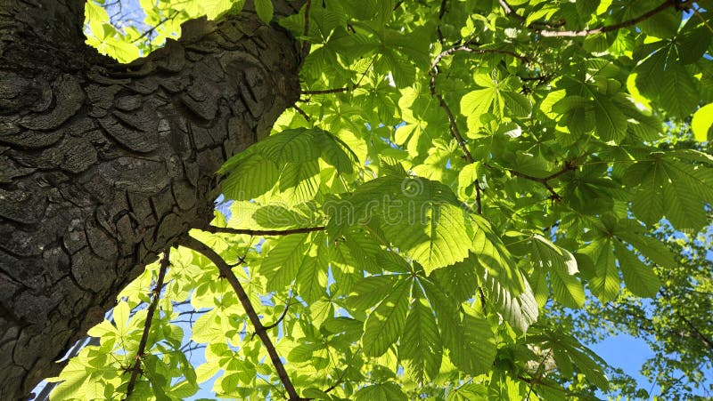 Large Chestnut Tree with Fresh Bright Green Foliage Stock Image - Image ...
