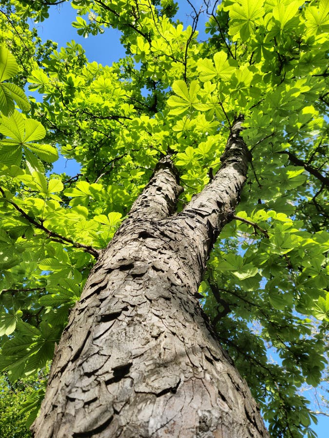 Large Chestnut Tree with Fresh Green Foliage, Bottom To Top View Stock ...