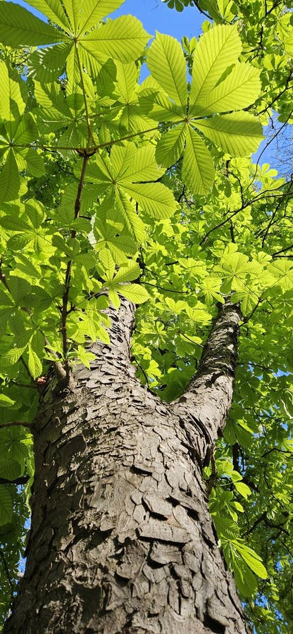 Large Chestnut Tree with Fresh Green Foliage, Bottom To Top View Stock ...