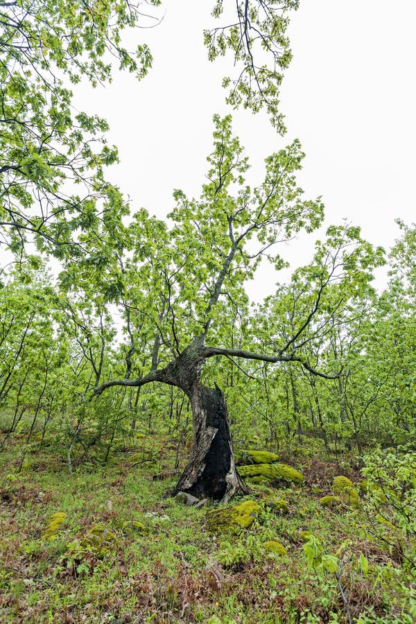 A Large Chestnut Tree with Half a Trunk Burned in Some Forest Fire ...