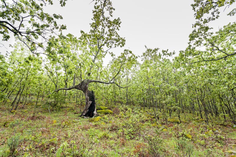 A Large Chestnut Tree with Half a Trunk Burned in Some Forest Fire ...