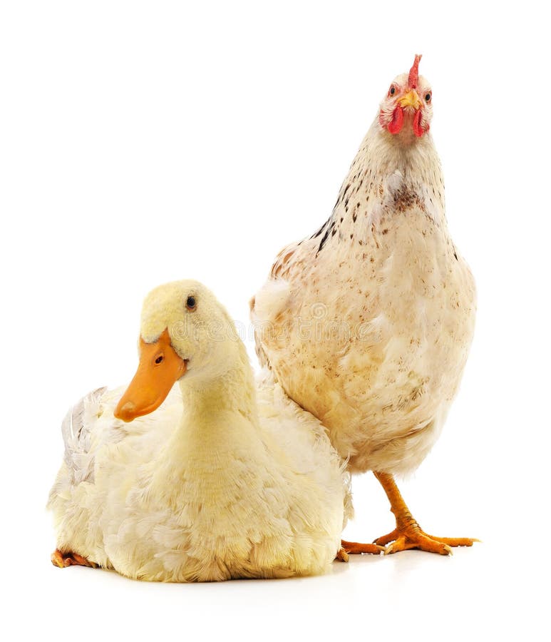 Large chicken and duck stock photo. Image of nature - 164158982