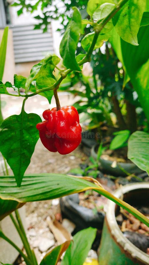 Large Chili Plants, Red Chilies on the Trees, Garden in the Yard Stock ...