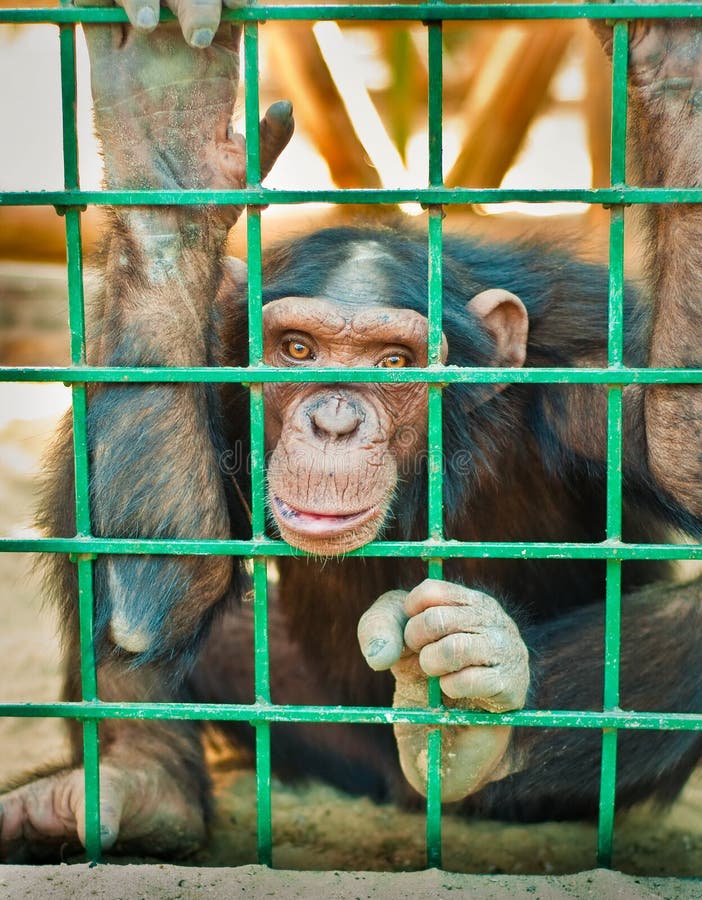 A large chimpanzee stock photo. Image of lattice, farm - 92468058