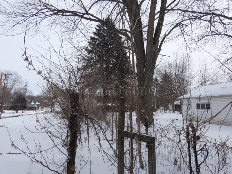Ice Cold in a Small Town Backyard and a Big Christmas Tree View Stock ...