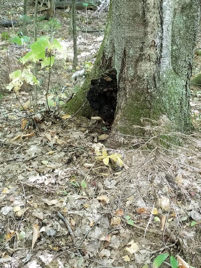 Large Chaga Conk Mushroom on Birch Tree Stock Photo - Image of inside ...