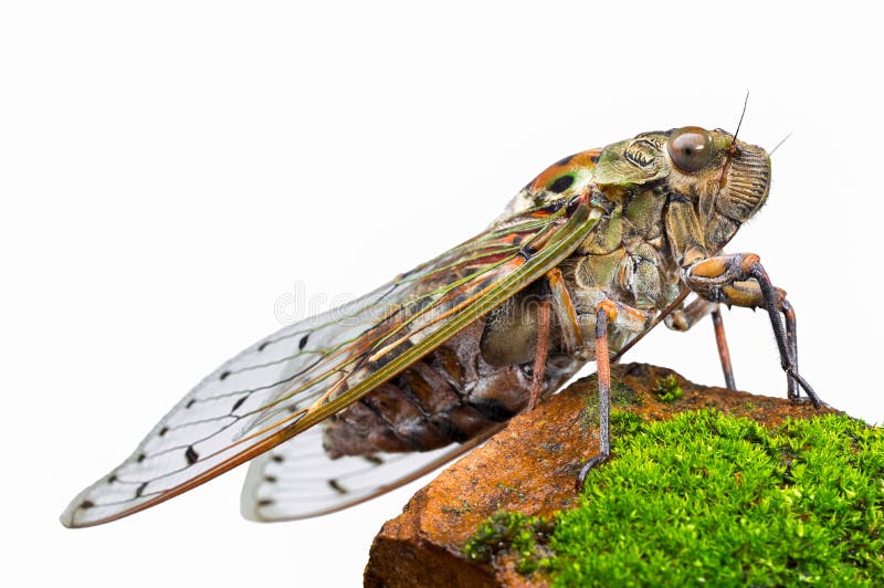 Large Cicada on White Background Stock Image - Image of summer, nature ...