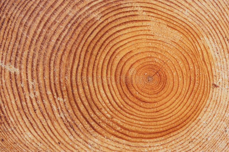 Large Circular Piece of Wood Cross Section with Tree Rings Stock Photo ...