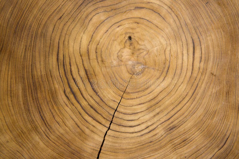 Large Circular Piece of Wood Cross Section with Tree Ring Texture ...