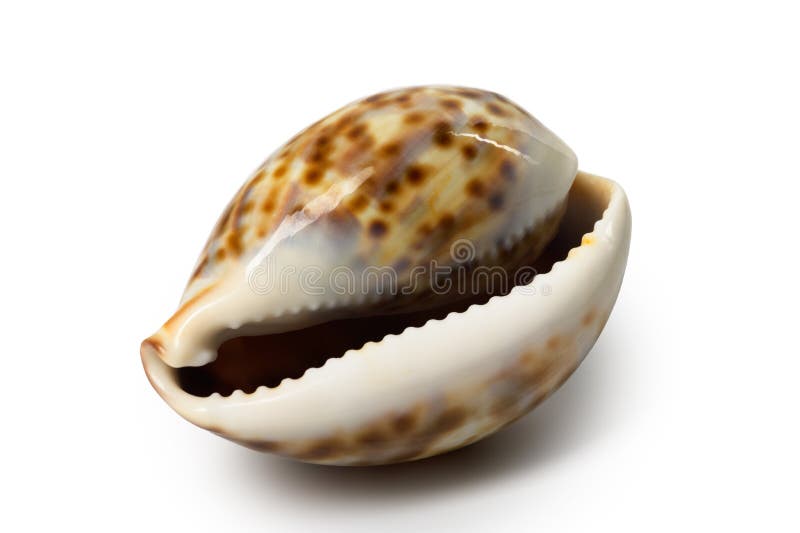 Large Shell with Brown Spots, Side View on an Isolated Background Stock ...
