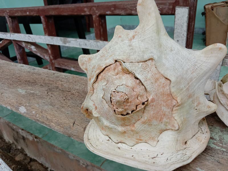 Shell stock photo. Image of decoration, decor, impact - 362820798