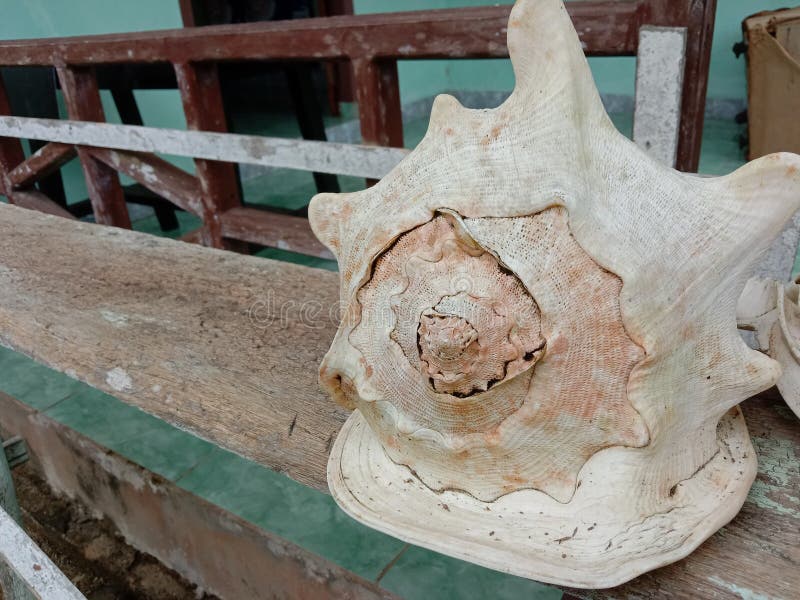 Shell stock image. Image of impact, shell, decoration - 362820821