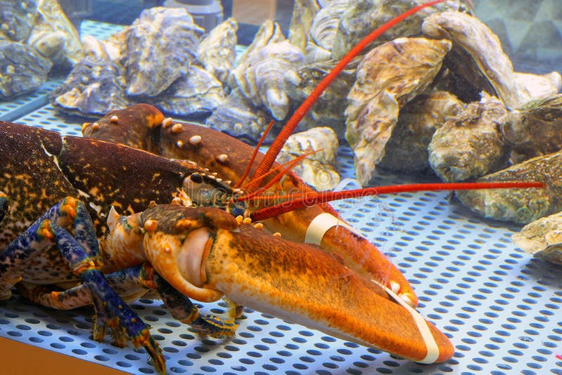 Large Claws of the Live Lobster in the Restaurant Aquarium Stock Photo ...