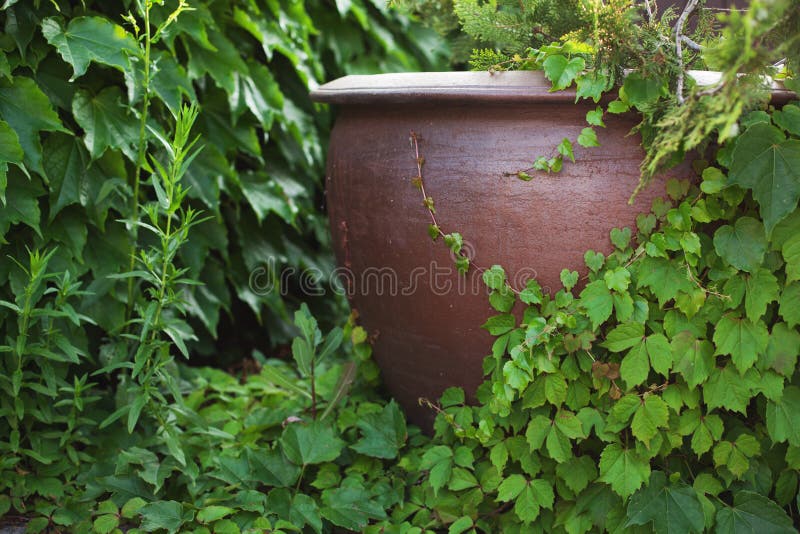 A Large Clay Pot Was Overgrown with Bushes Stock Image - Image of ...