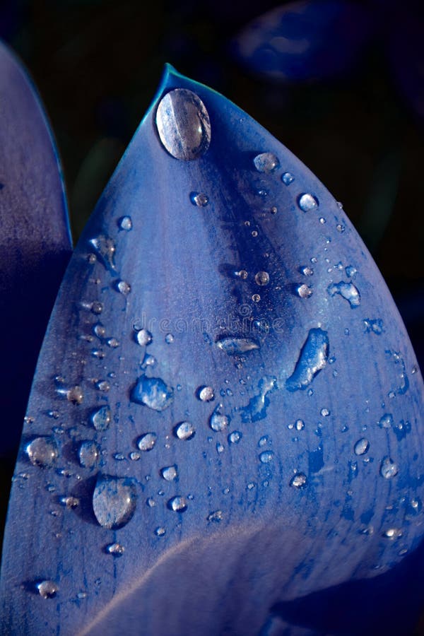 Dew Drops on Blue Petal with Sunlight Stock Image - Image of nature ...