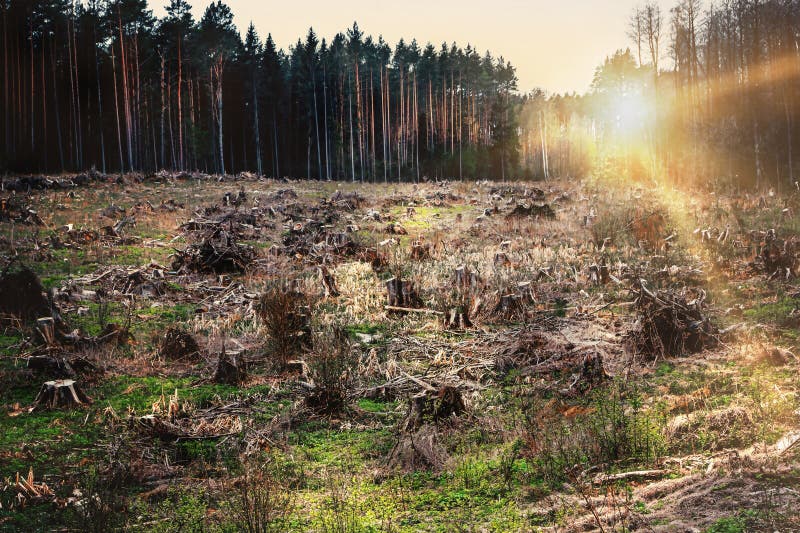 Large Clearing of Cleared Forest Stock Photo - Image of destroyed ...