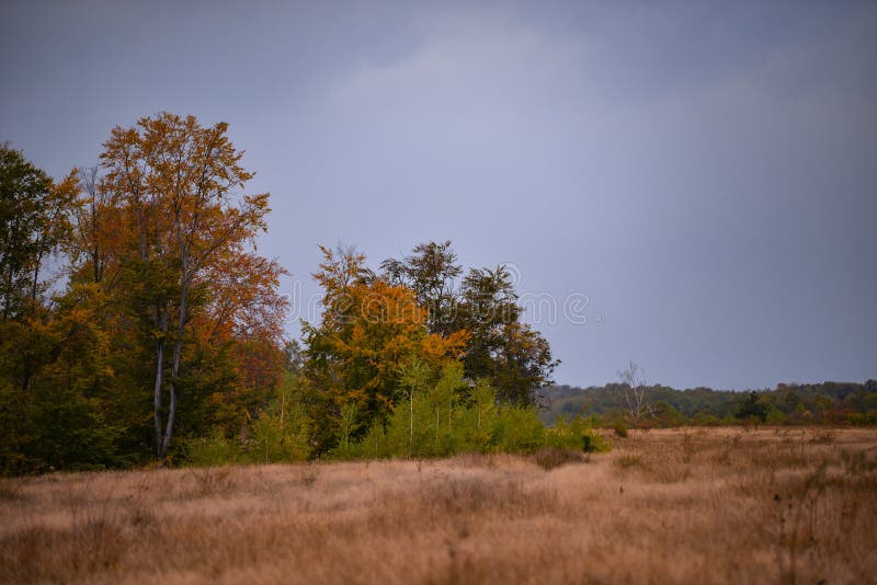 A Large Clearing at the Edge of the Colored Forest. Dry Grass in the ...