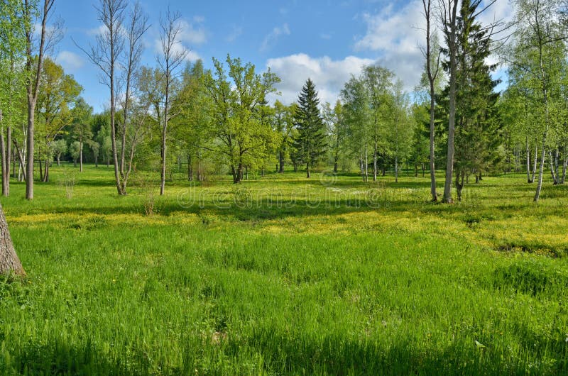 A Large Clearing in the Forest Stock Image - Image of rural, spring ...