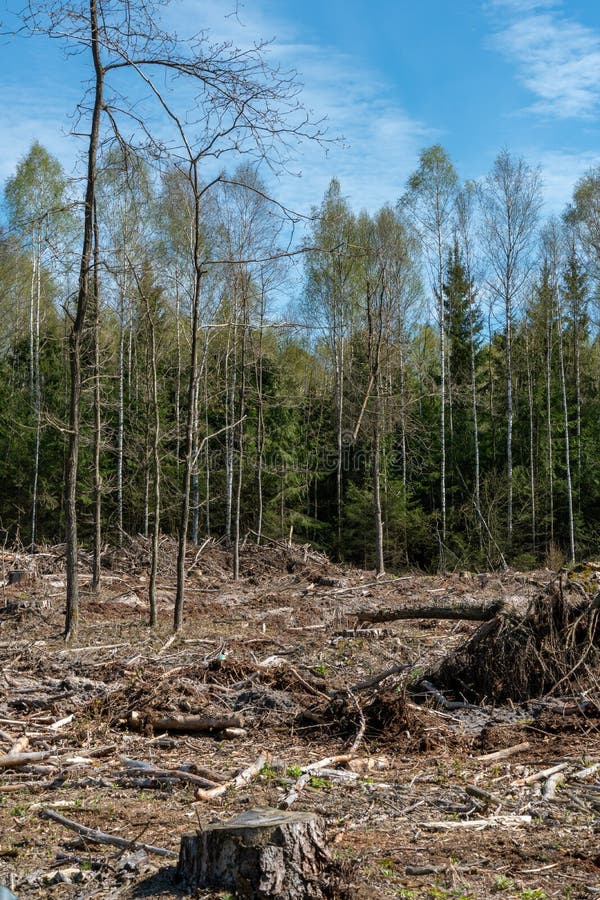 A Large Clearing with Stumps after Deforestation on the Background of a ...