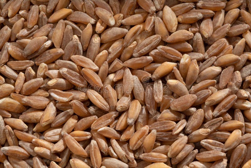 Large Close Up Shot of Emmer Stock Image - Image of health, ingredient ...