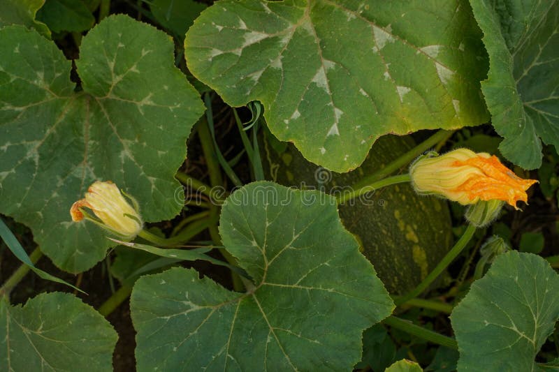 Large Closed Orange Zucchini Flowers, Soft Focus. Stock Image - Image ...