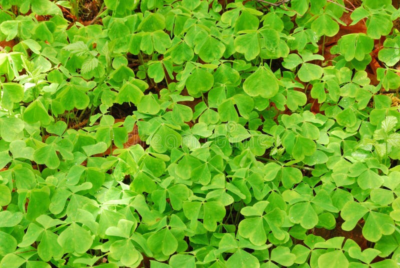 Large Clover Held in Hand stock photo. Image of large - 227988228