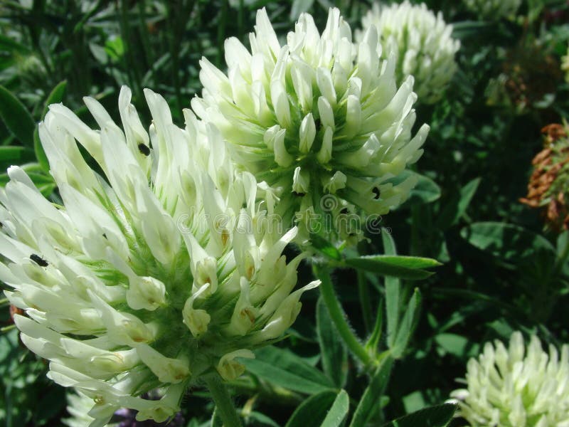 Large Bee on Clover flower stock image. Image of black - 77740113