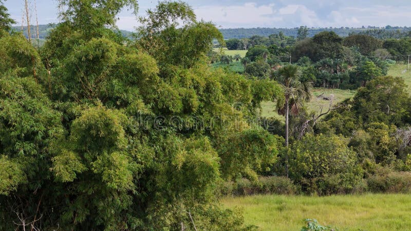 Large Clump of Bamboo Foliage Stock Image - Image of countryside, grass ...
