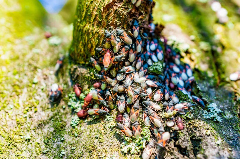 Large Cluster of Aphid Insects on a Surface of a Tree Stock Image ...