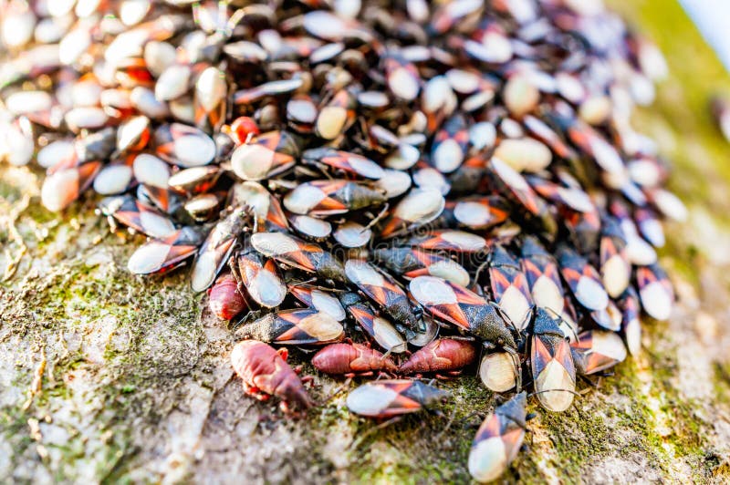 Large Cluster of Aphid Insects on a Surface of a Tree Stock Image ...
