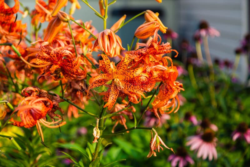 Large Cluster of Double Tiger Lily Blossoms Stock Photo - Image of ...