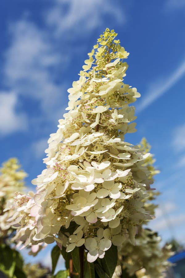 Conical Head of White Hydrangea Flowering Shrub in a Garden. Stock ...
