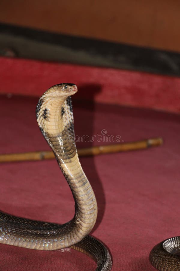 Large Cobra Snakes Dance the Flute Stock Image - Image of flute, cobra ...