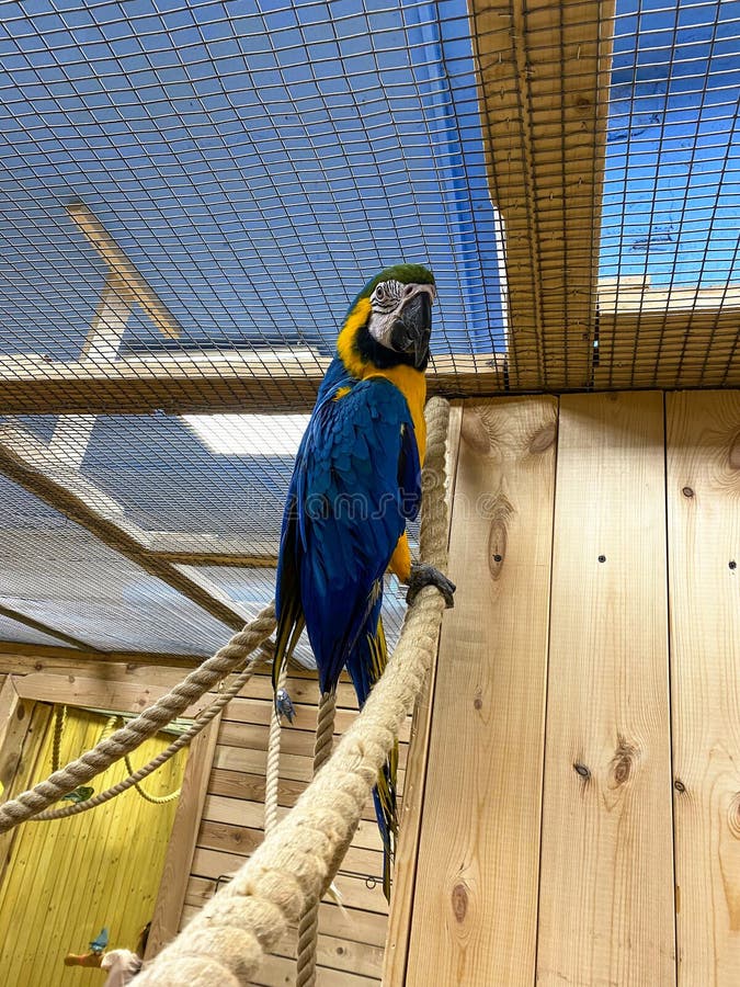 Large Cockatoo Parrot, Vertical Picture Stock Image - Image of nature ...