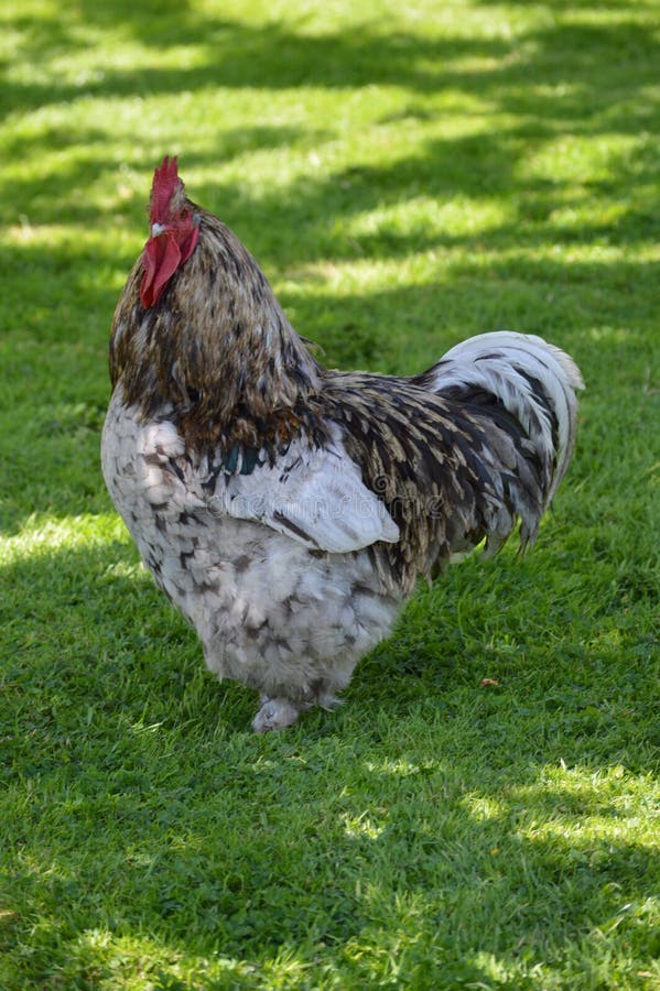 Large Cockerel. stock photo. Image of chicken, bird, male - 93531060
