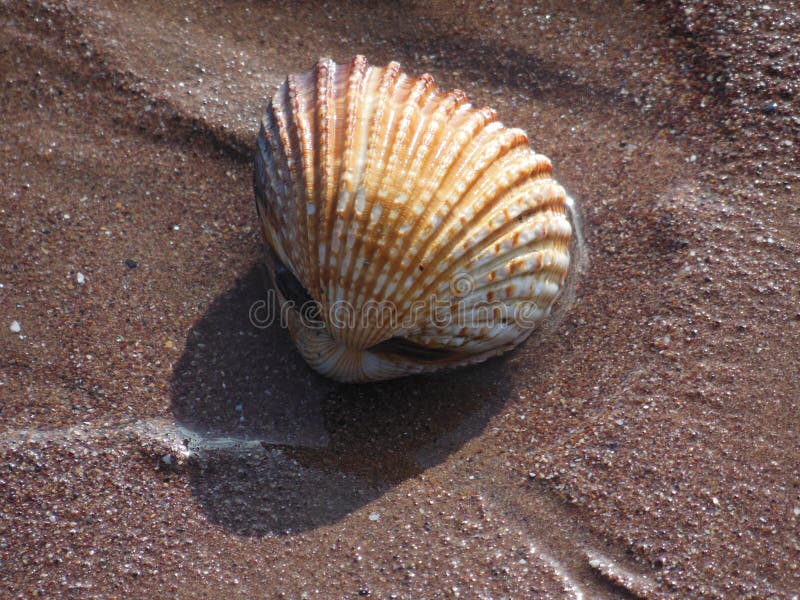Large Cockle Shell Sea Shells On The Sand Stock Photo - Image of ...