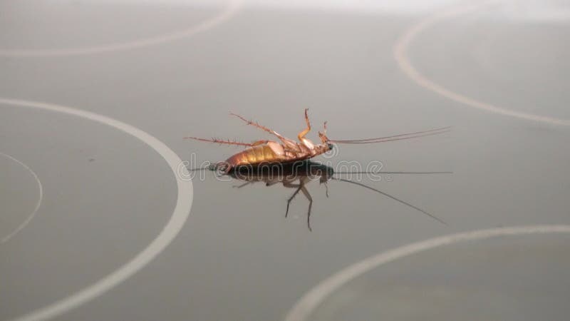 A Large Cockroach Caught in a Glass Jar. the Cockroach Lies at the ...