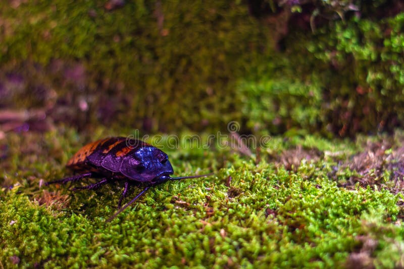 A Large Cockroach Sits on the Moss in Close-up Stock Image - Image of ...