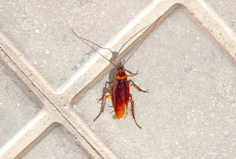 Large Cockroach Walking on White Tiles Stock Photo - Image of ...